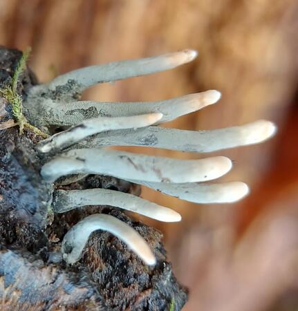 Laura Dutton - Artwork