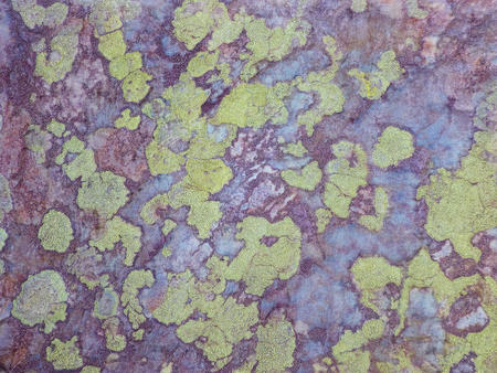 Two Donkeys by Cathy Stringer